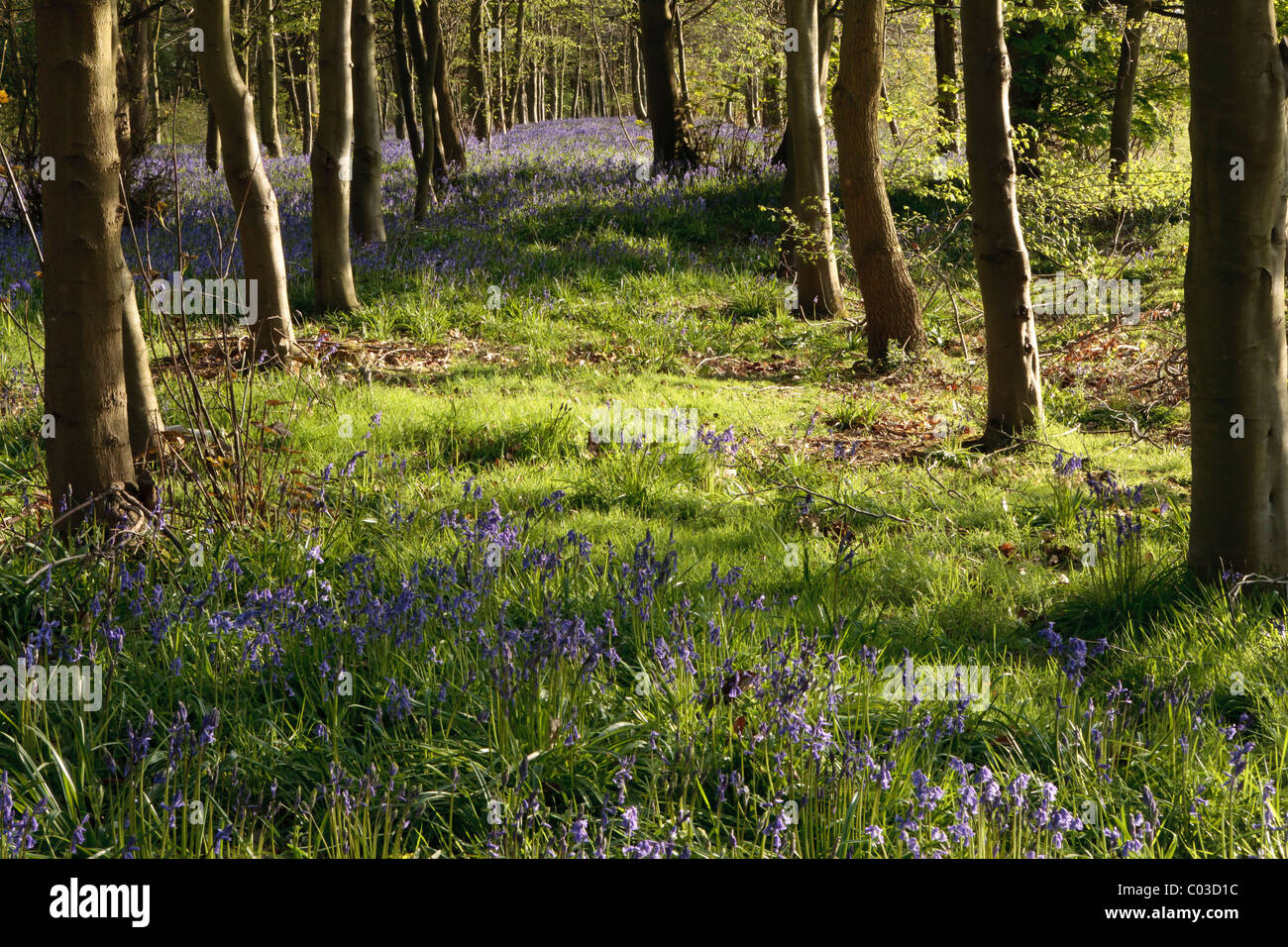 Bluebell wood in dappled sunlight Stock Photo - Alamy