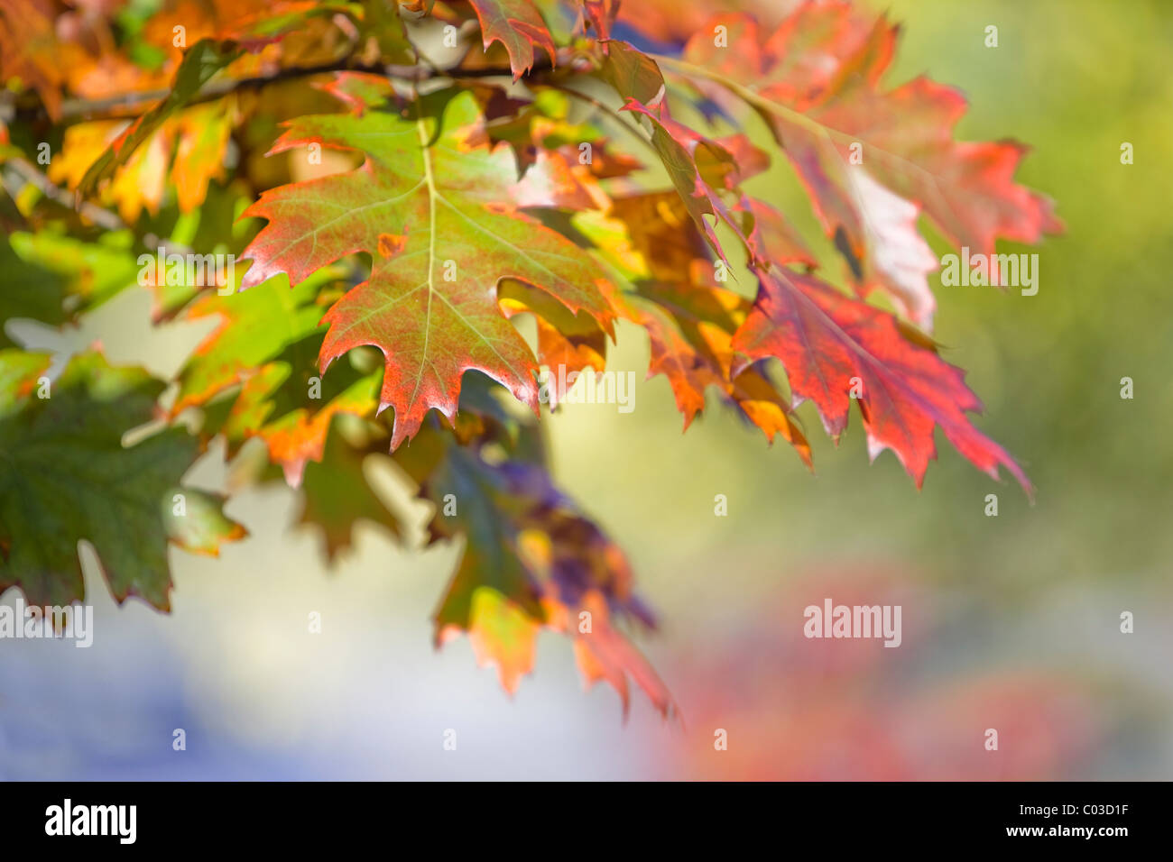 Quercus rubra hi-res stock photography and images - Alamy