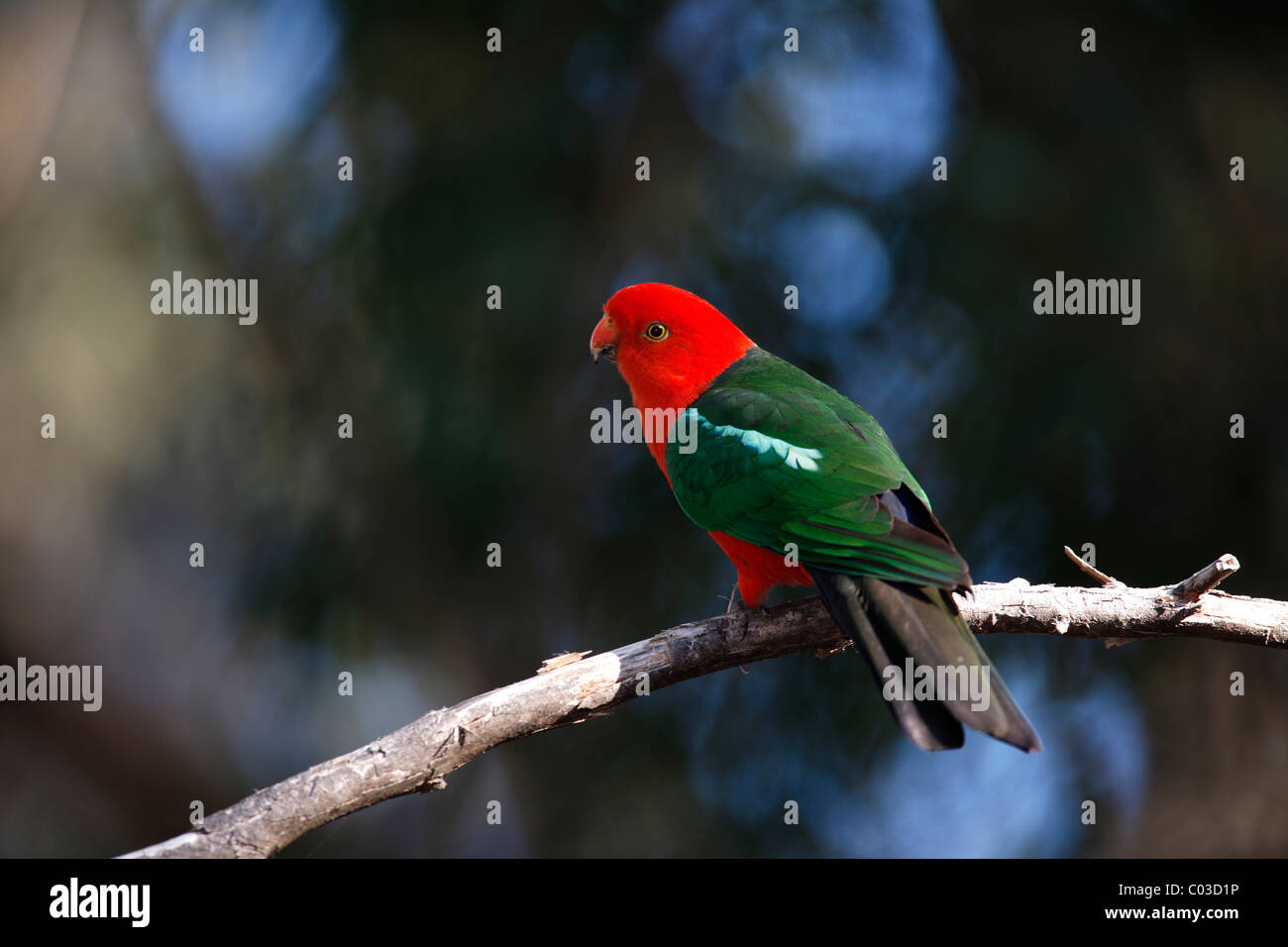 Scapul hi-res stock photography and images - Alamy