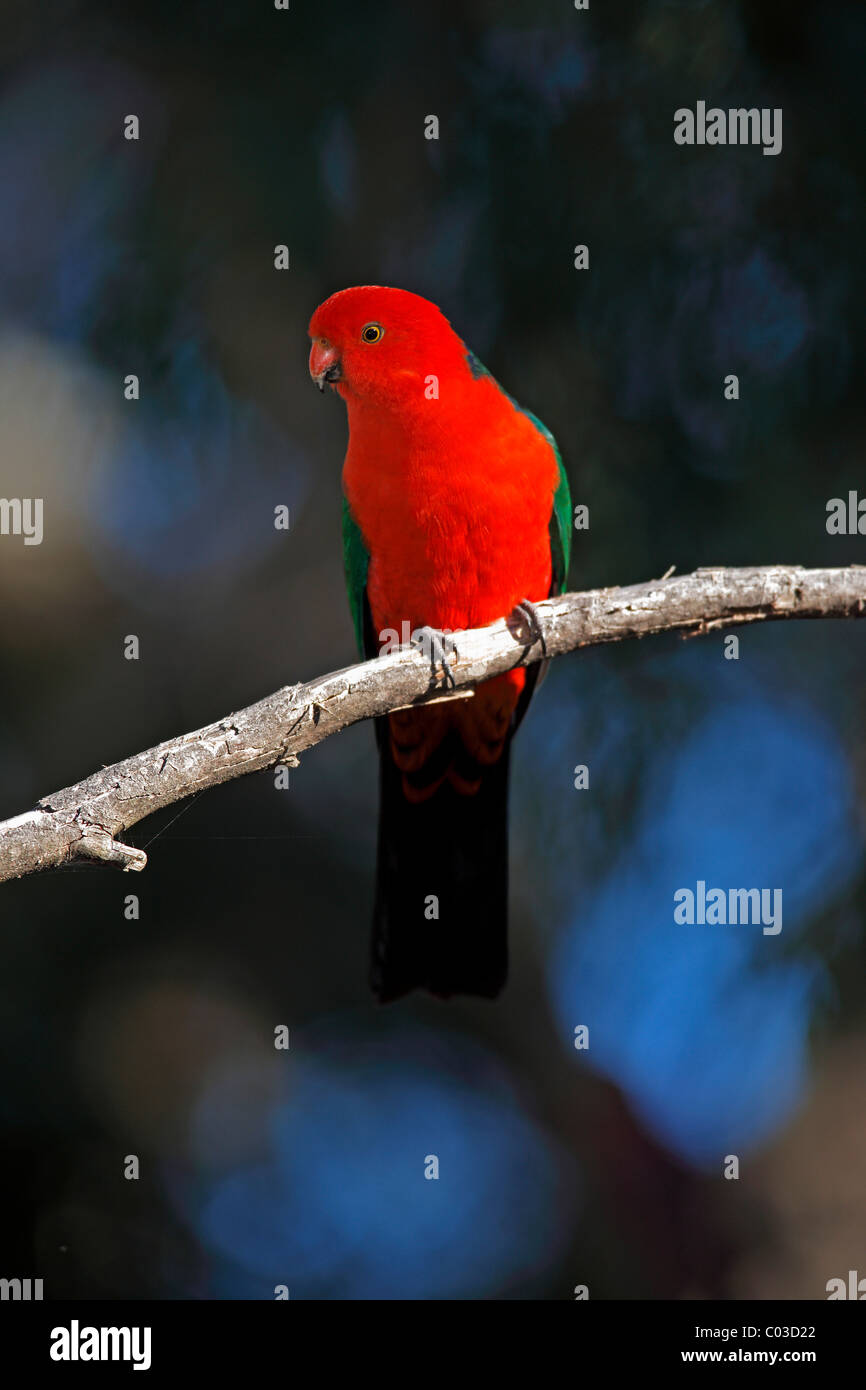 Australian king parrot hi-res stock photography and images - Alamy
