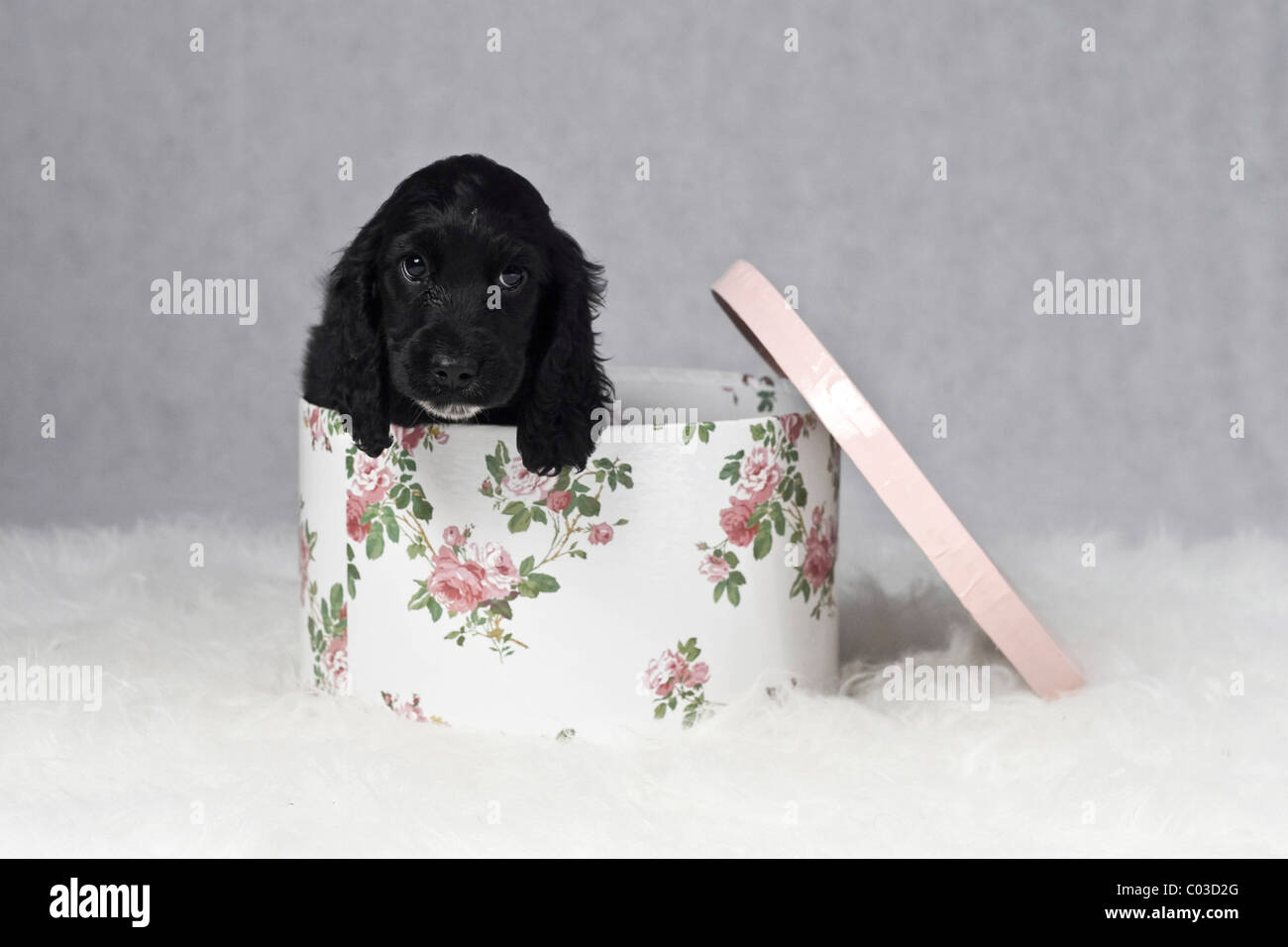 Cocker Spaniel sitting in a hat box Stock Photo - Alamy