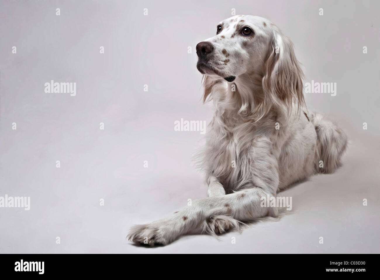 Lying English Setter Stock Photo - Alamy