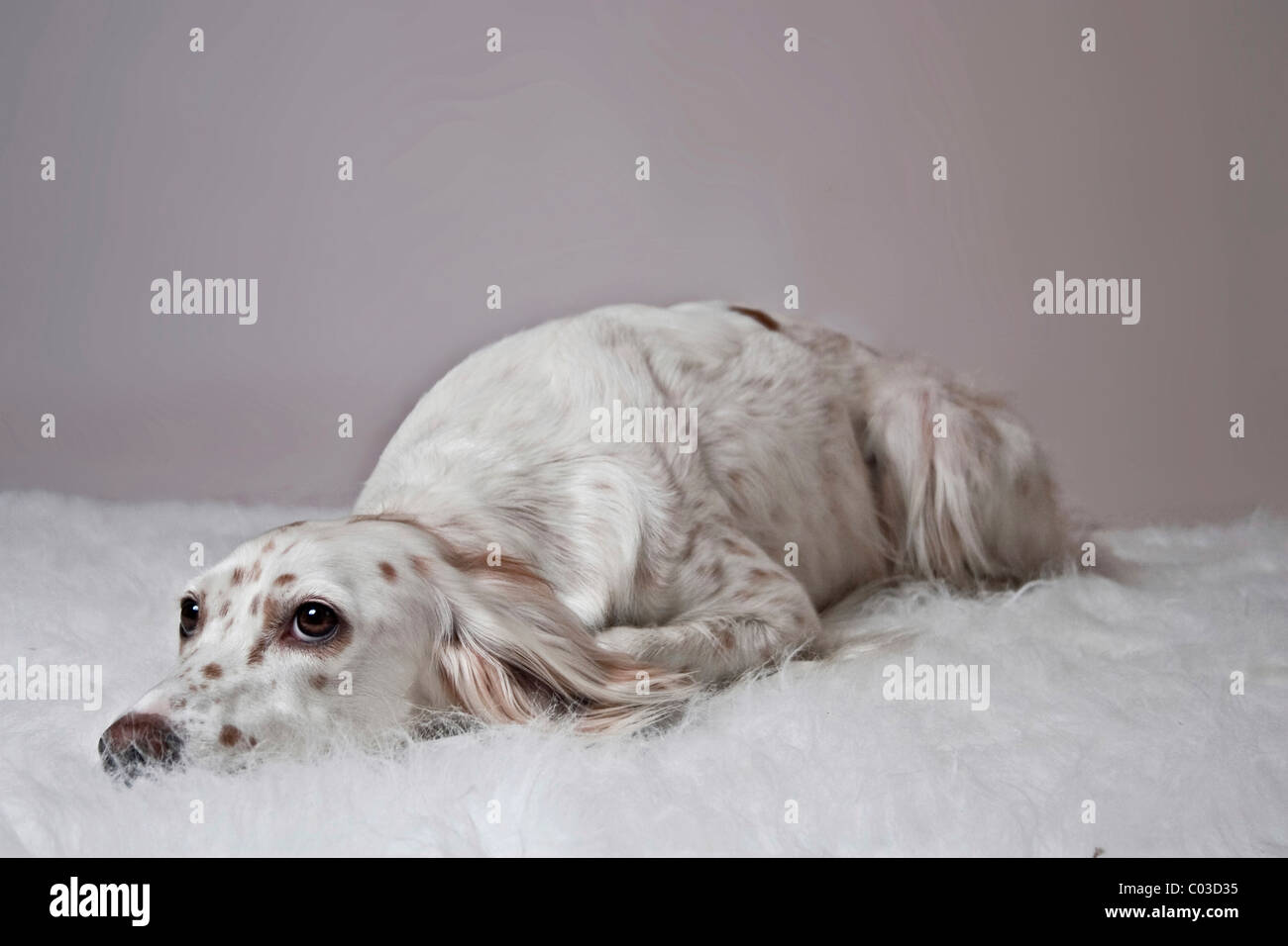White english setter hi-res stock photography and images - Alamy