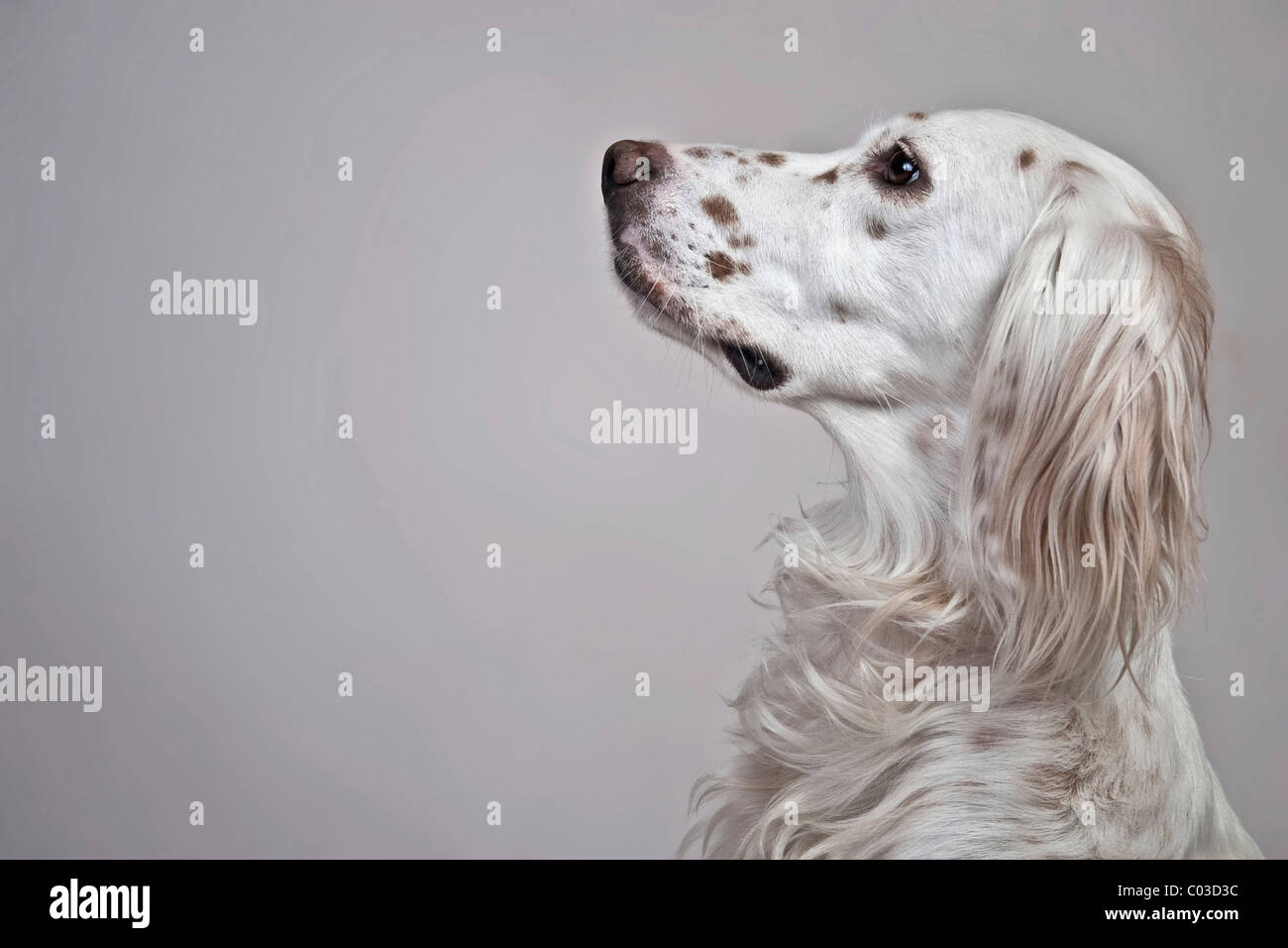 English fauna hi-res stock photography and images - Alamy