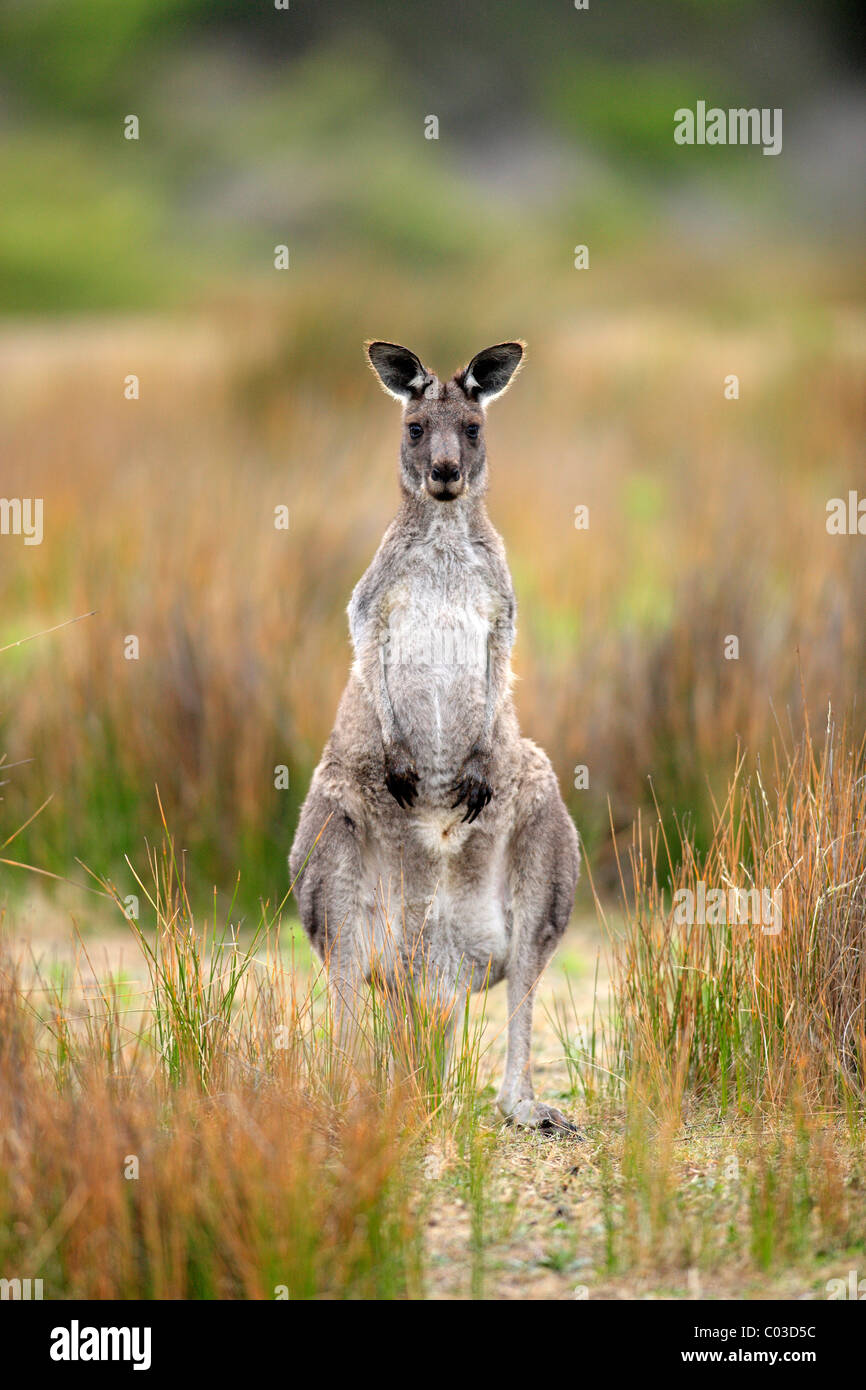 Eastern Grey Kangaroo (Macropus giganteus), female adult, Wilson ...