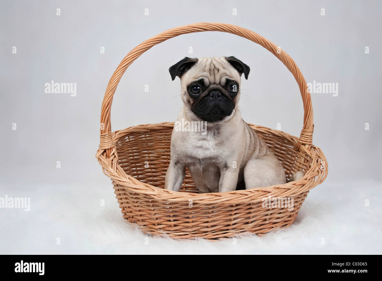 Pug sitting in a basket Stock Photo - Alamy