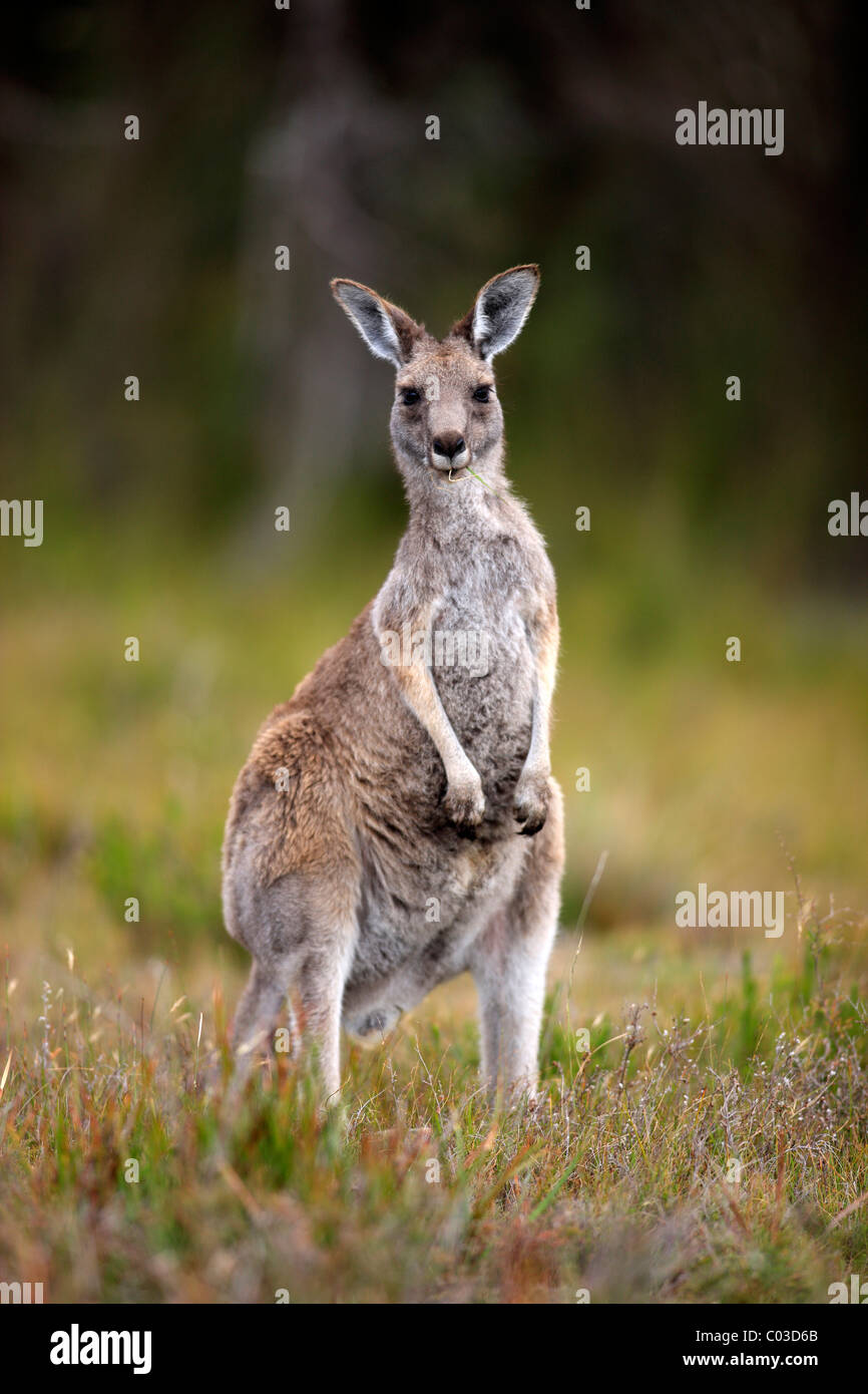 Eastern Grey Kangaroo (Macropus giganteus), female adult, Wilson ...