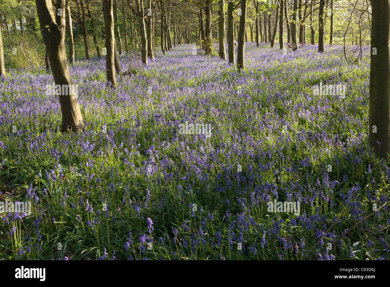 Bluebell wood dappled in sunlight hi-res stock photography and images ...