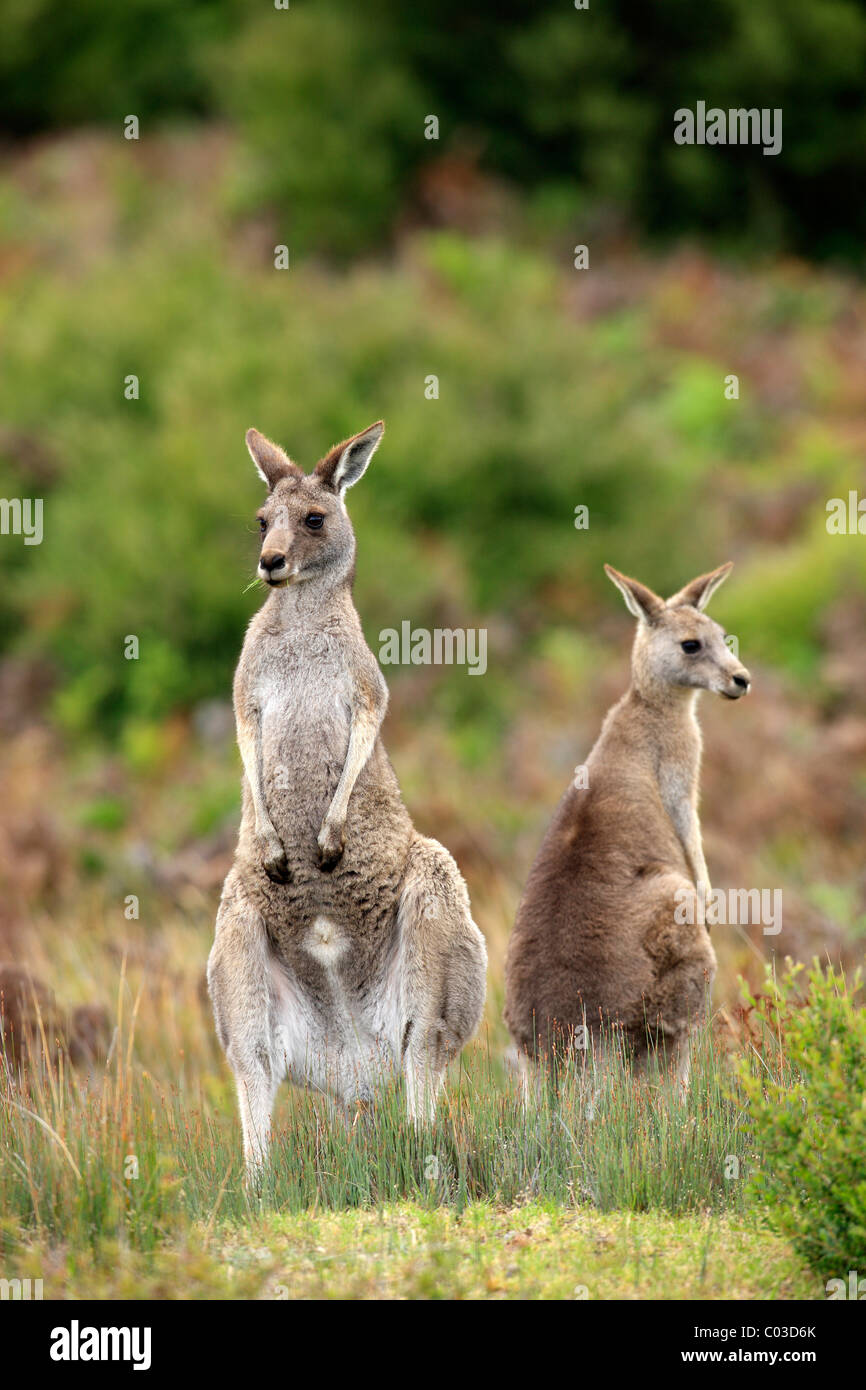 Eastern Grey Kangaroo (Macropus giganteus), female adult, Wilson ...