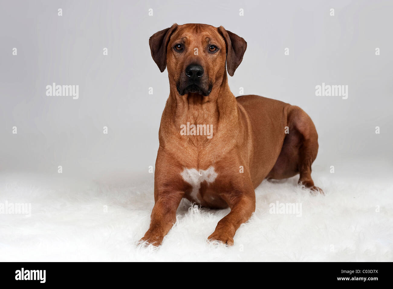Lying Rhodesian Ridgeback Stock Photo - Alamy