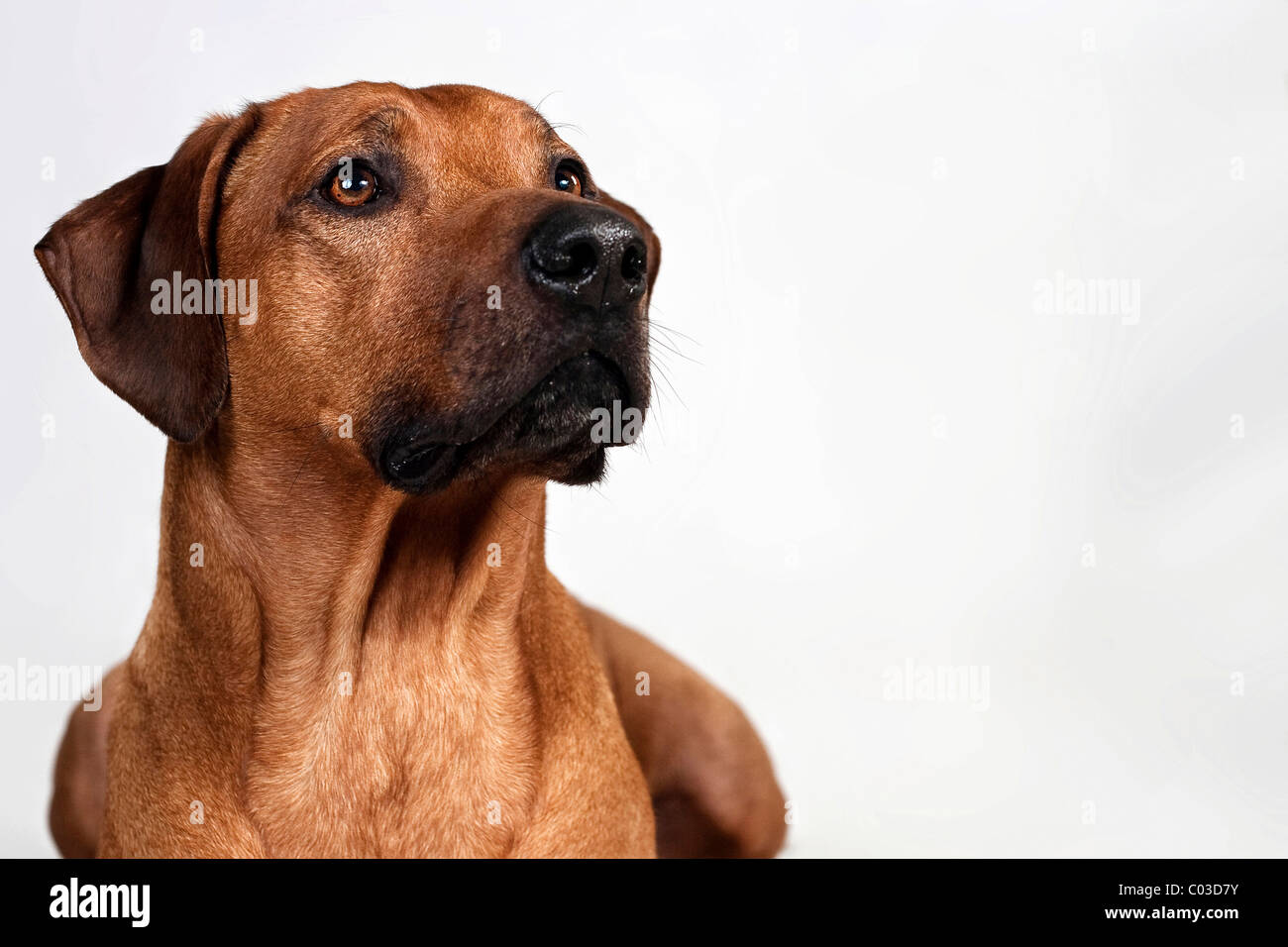 Rhodesian Ridgeback, portrait Stock Photo - Alamy
