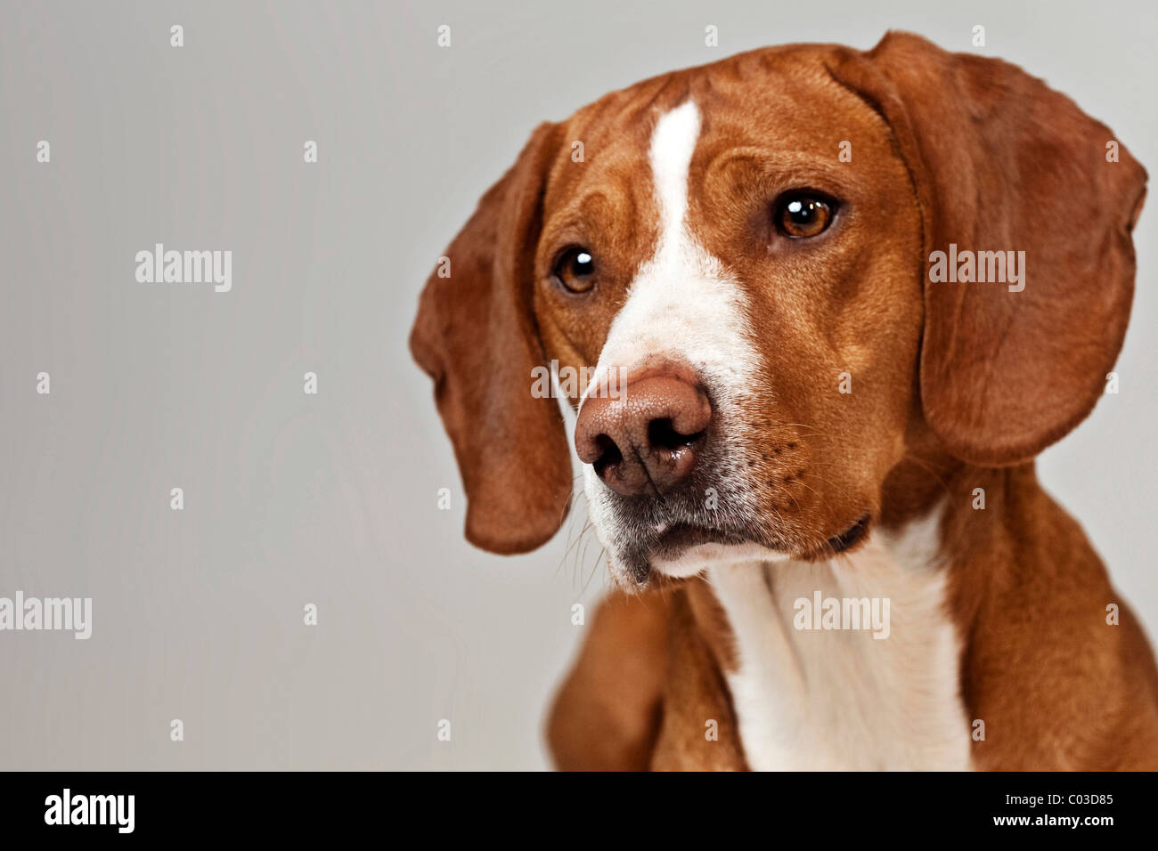 Posavaz Hound, portrait Stock Photo - Alamy