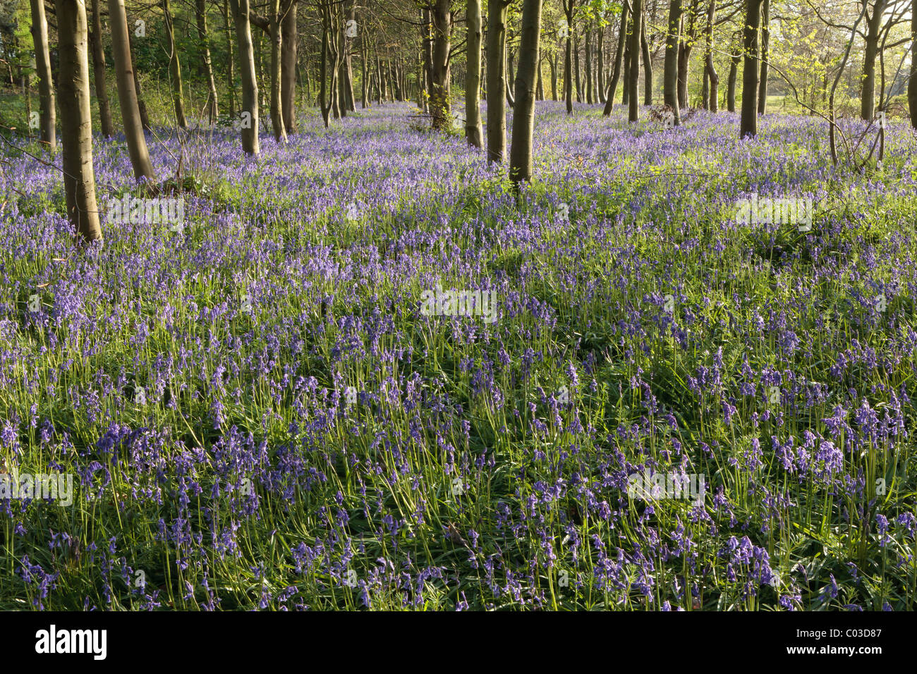 Bluebell wood in dappled sunlight Stock Photo - Alamy