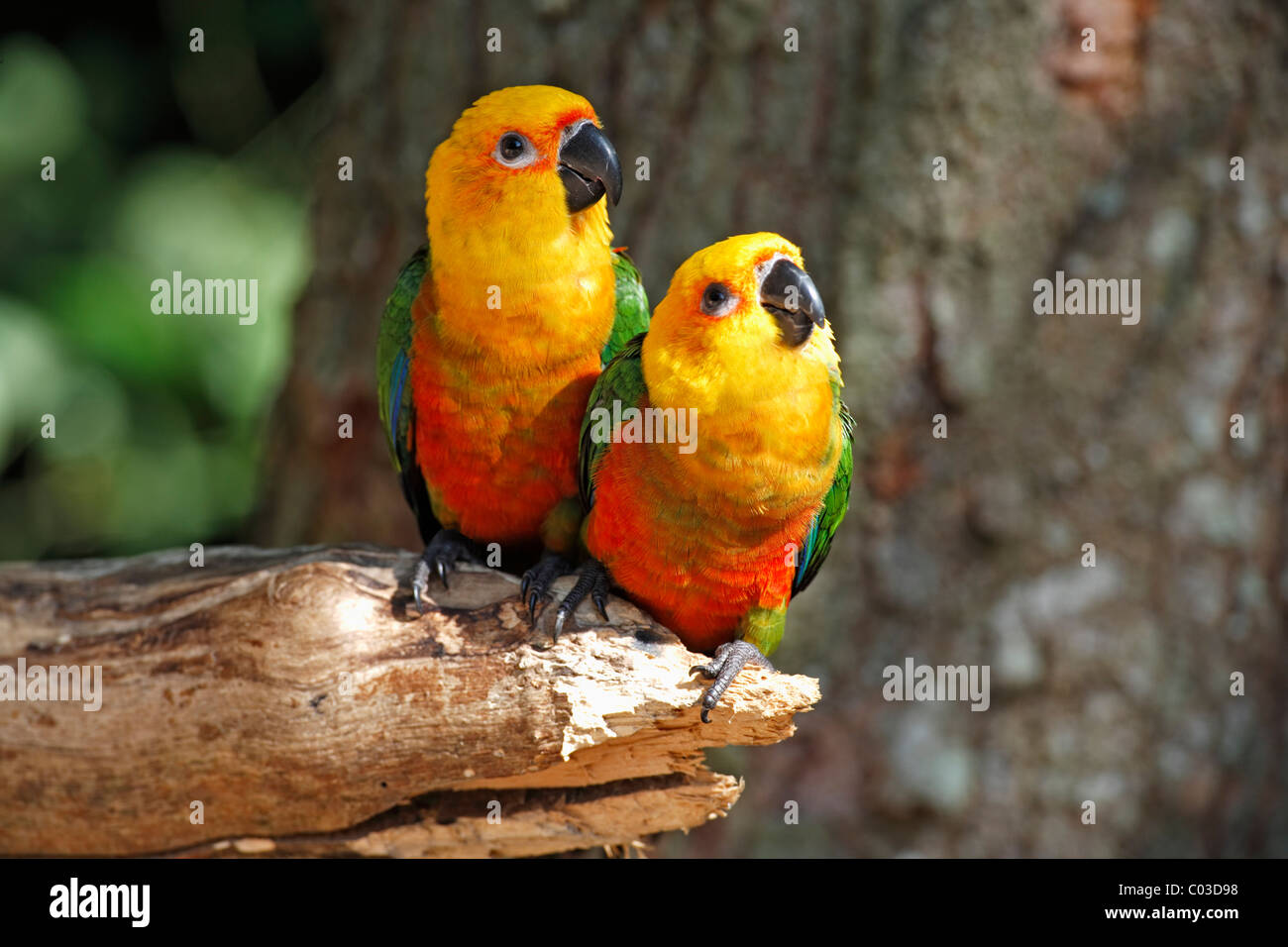 Jenday Conure Vs Sun Conure