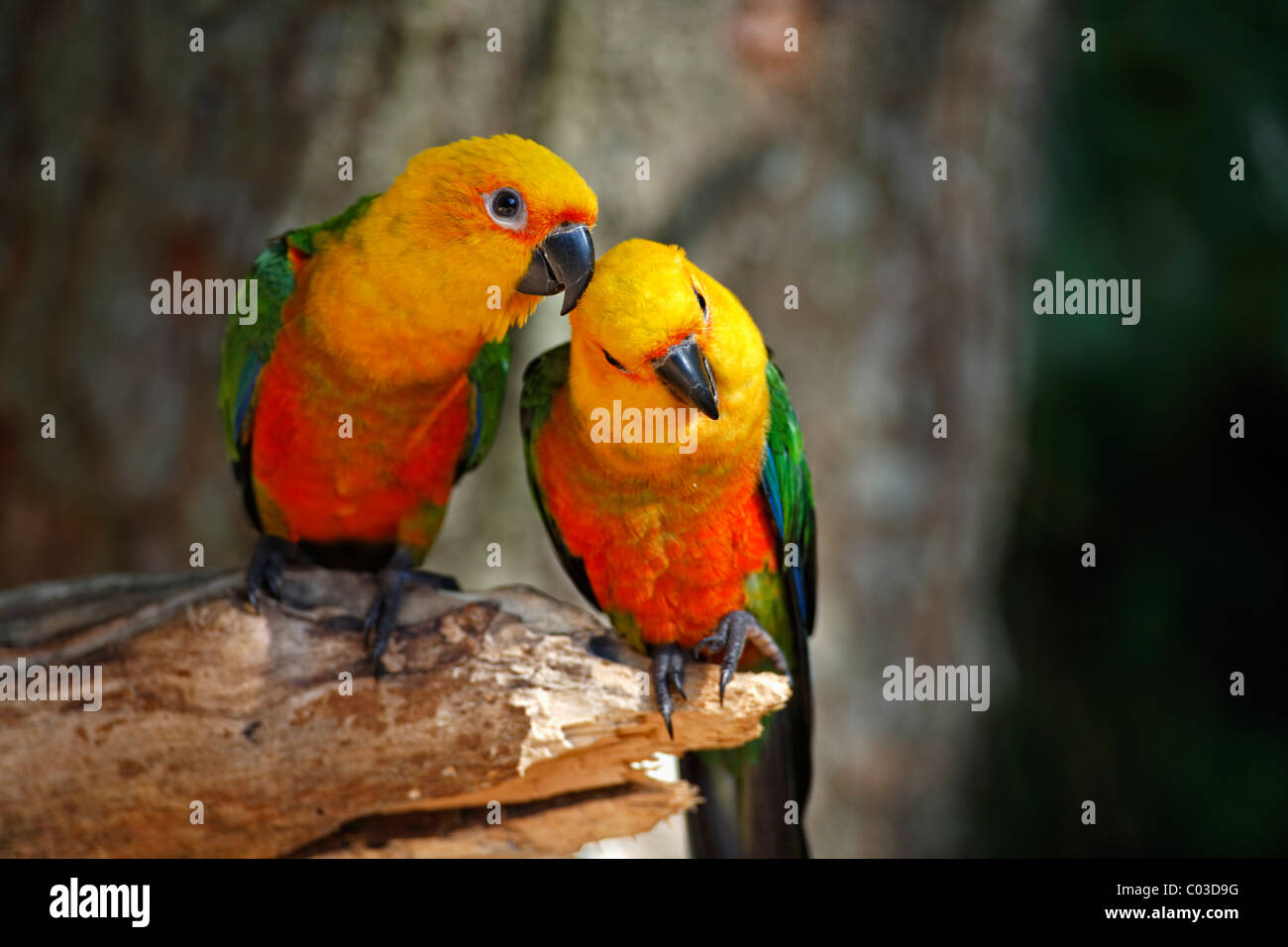 Jenday conure hi-res stock photography and images - Alamy