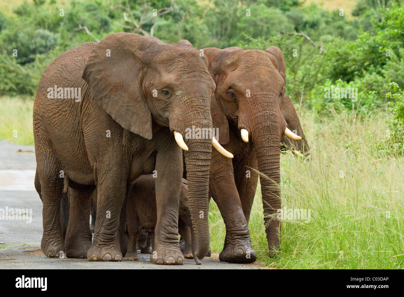 Elephant matriarch hi-res stock photography and images - Alamy
