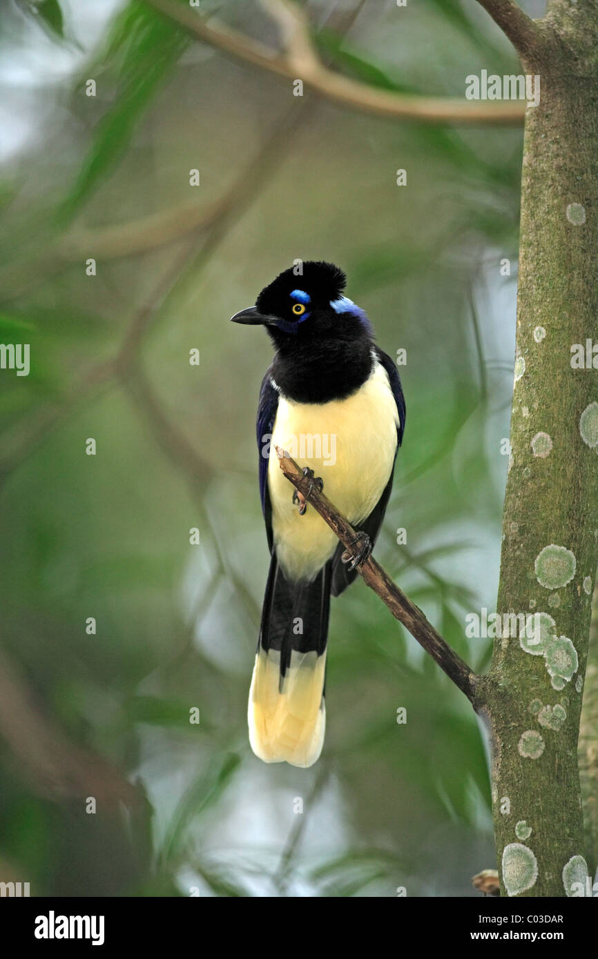 Plush crested jay cyanocorax chrysops adult hi-res stock photography ...