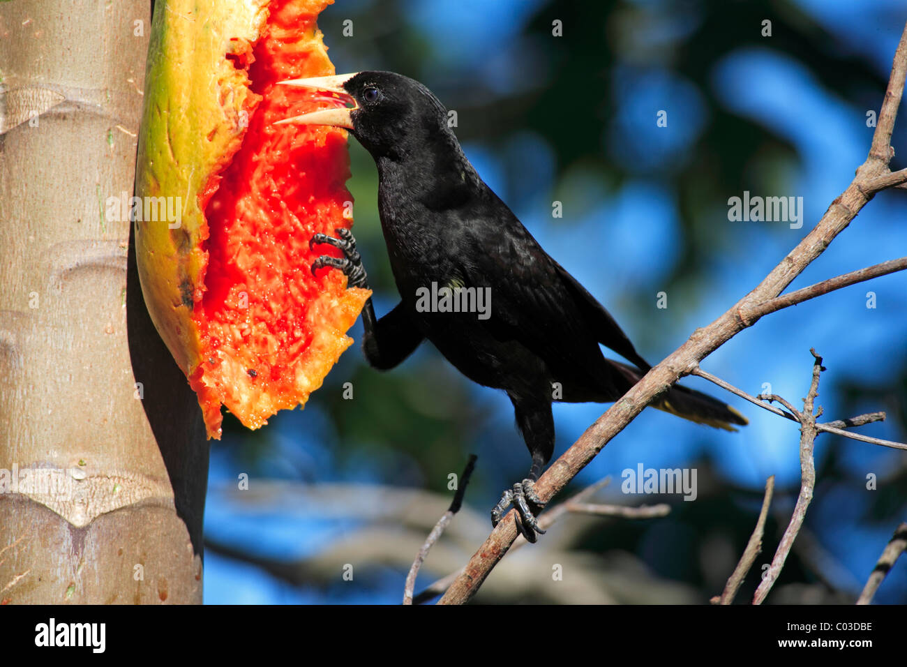 Oropendolas High Resolution Stock Photography and Images - Alamy
