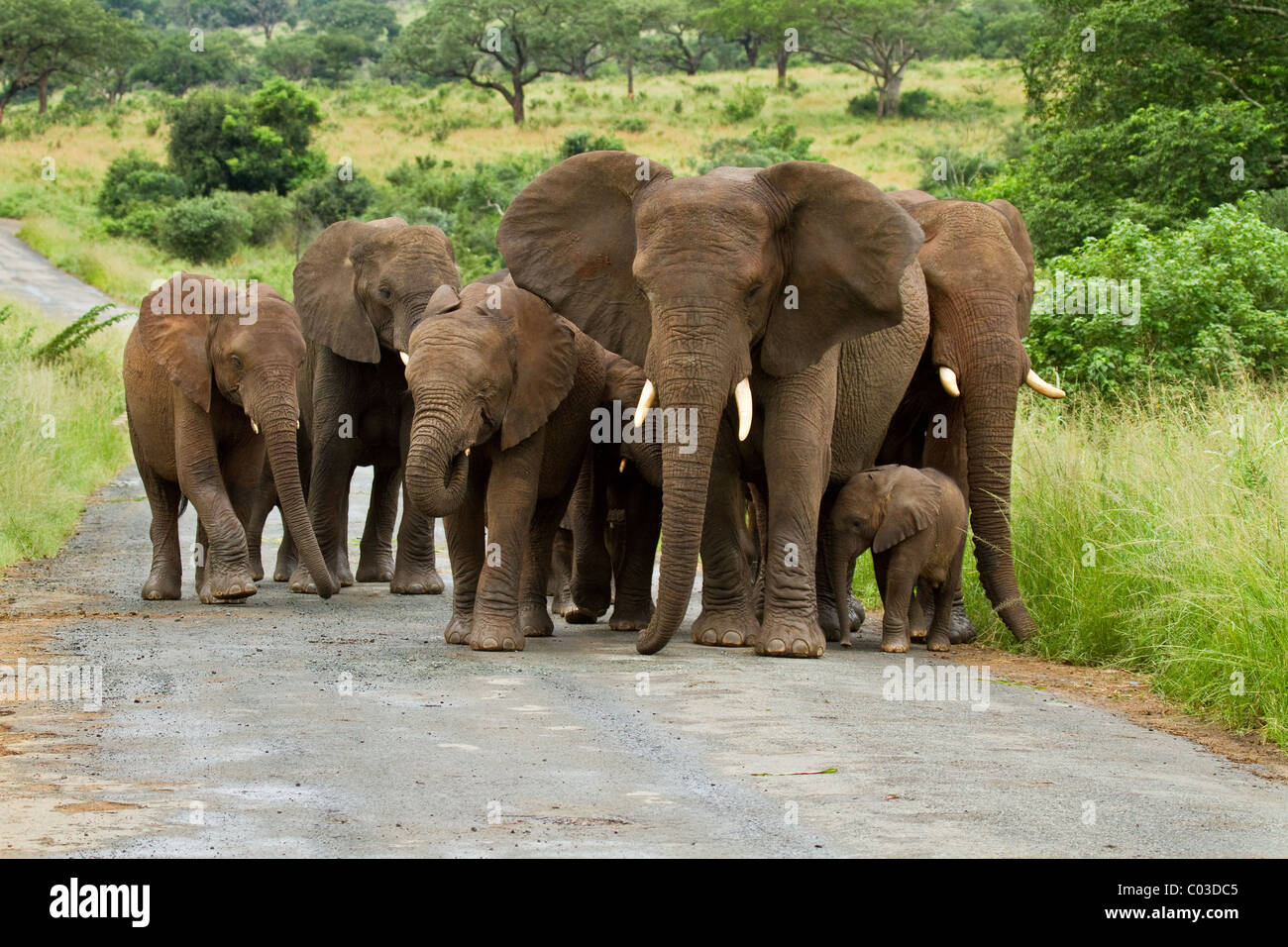 Elephant herd walking hi-res stock photography and images - Alamy