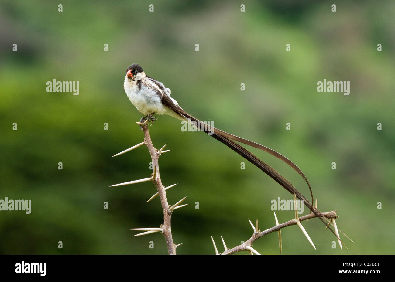 Pin-tailed whydah perched Stock Photo - Alamy