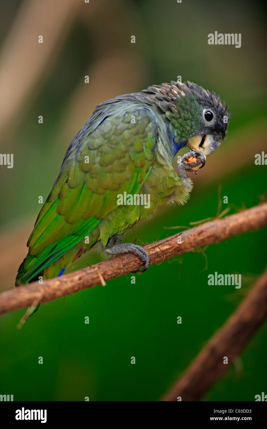 Scaly-headed Parrot or Maximilian's Parrot (Pionus maximiliani ...