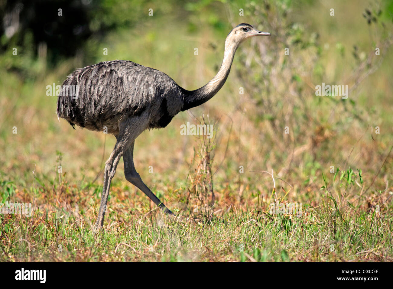 Greater rhea rhea americana hi-res stock photography and images - Alamy