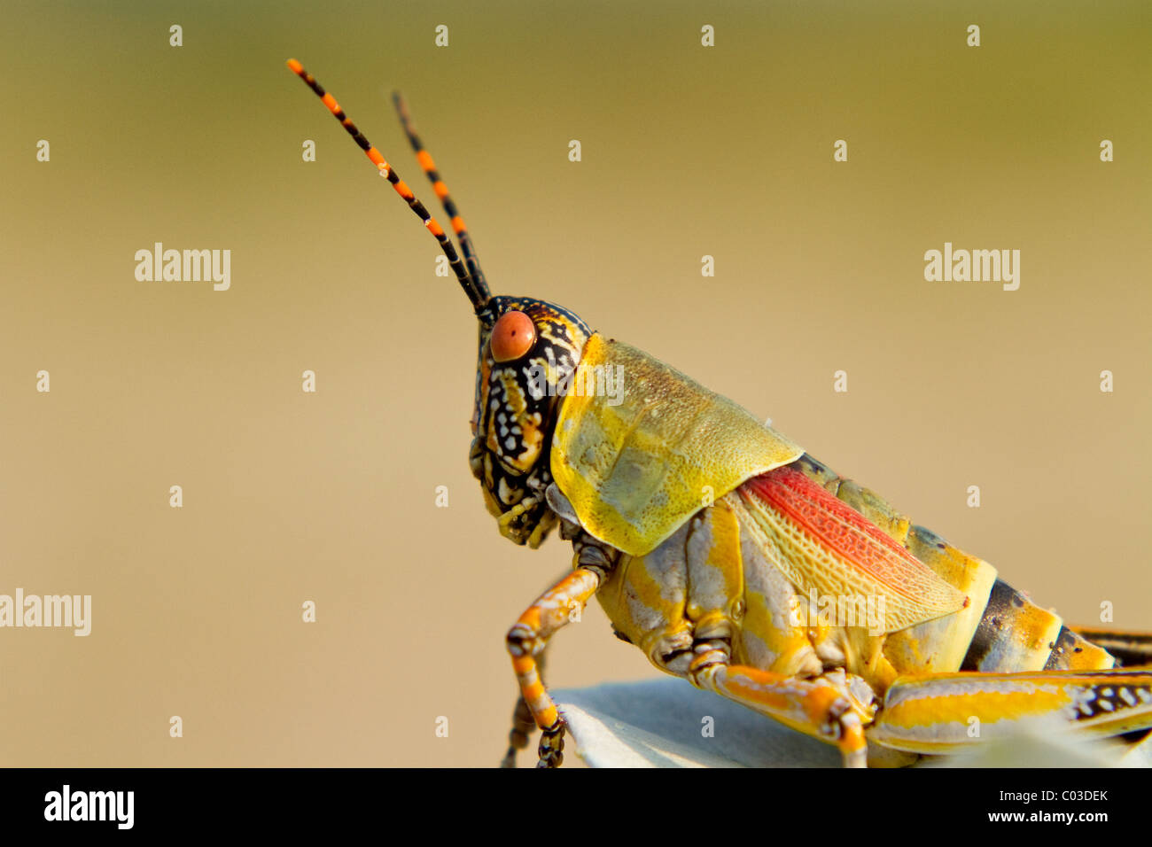 African grasshopper hi-res stock photography and images - Alamy