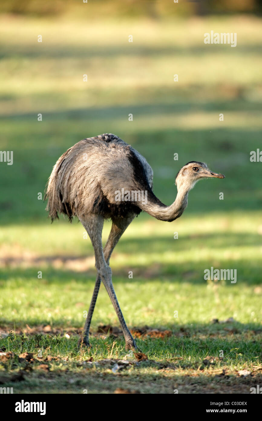 Greater Rhea (Rhea americana), adult female, Pantanal, Brazil, South ...