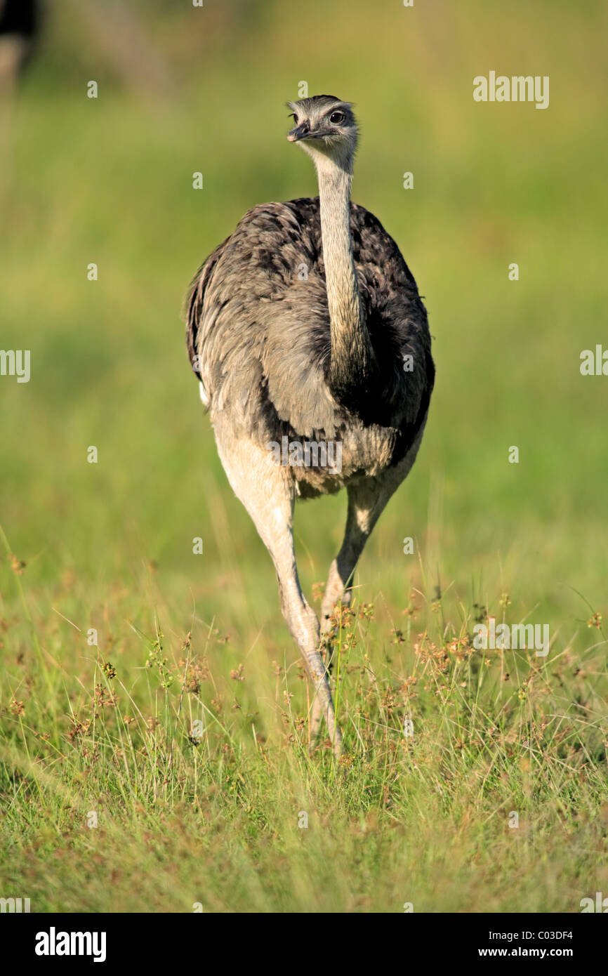 Greater Rhea (Rhea americana), adult female, Pantanal, Brazil, South ...