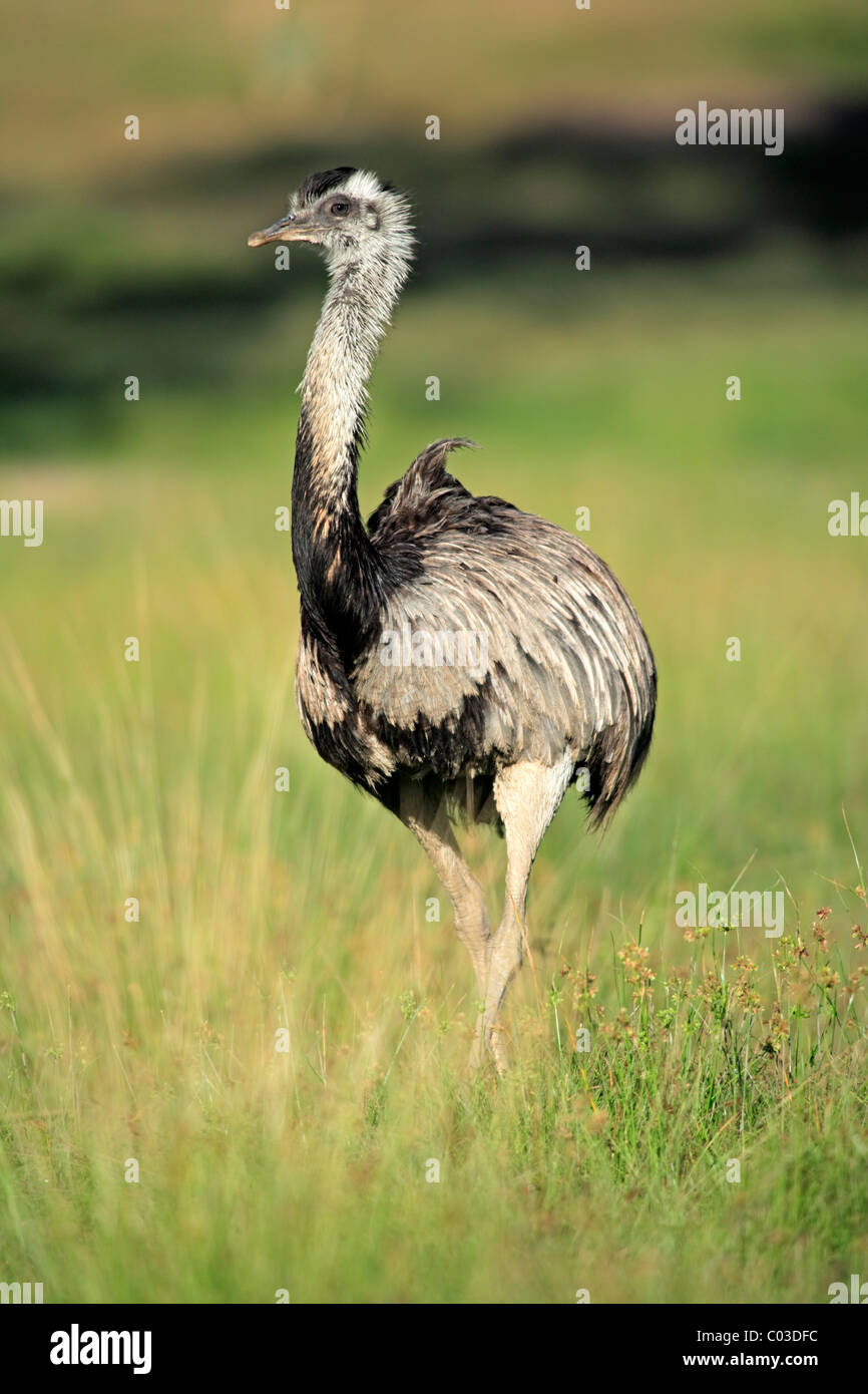 Male rhea hi-res stock photography and images - Alamy