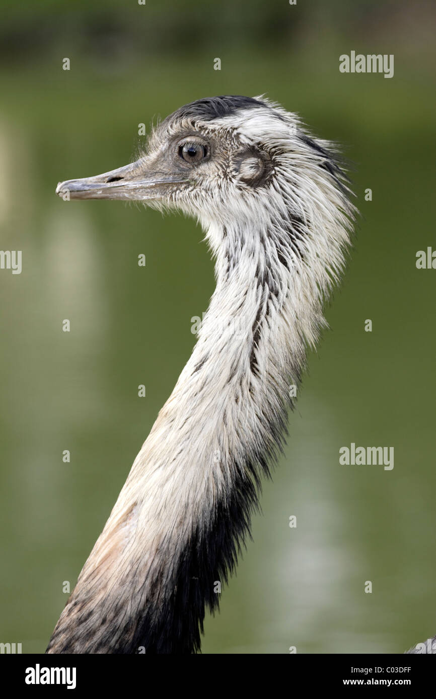 Greater Rhea (Rhea americana), adult male, portrait, Pantanal, Brazil ...