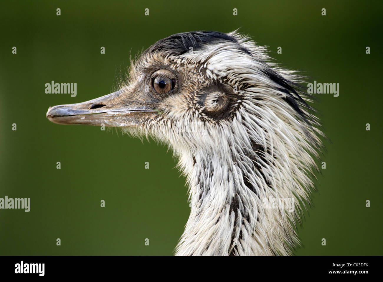 Greater Rhea (Rhea americana), adult male, portrait, Pantanal, Brazil ...