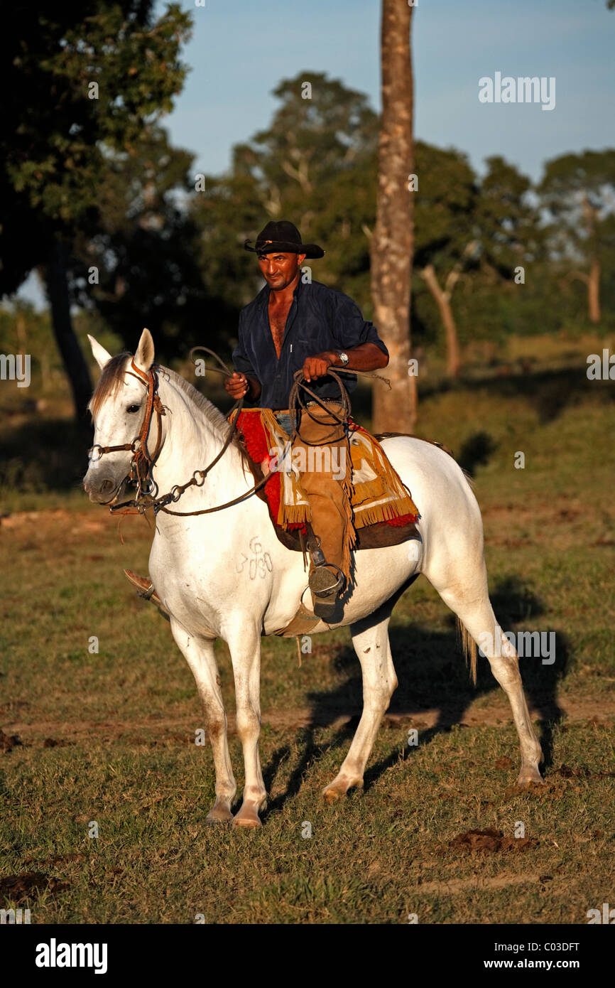 Pantanal Cowboy riding his Pantaneiro horse, Pantanal, Brazil, South ...