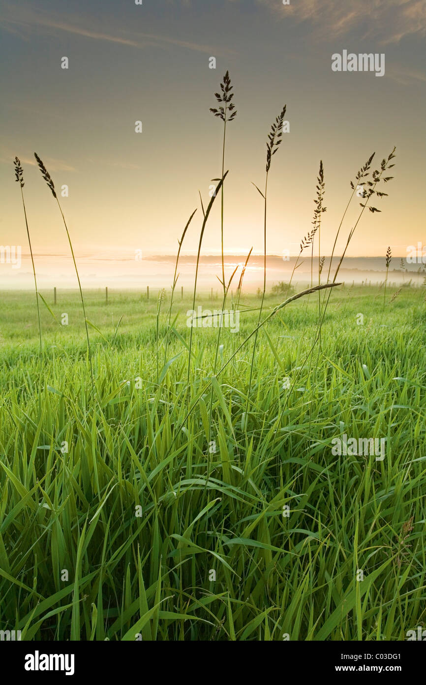 Grasses and Fog at Sunrise, Alberta, Canada Stock Photo - Alamy