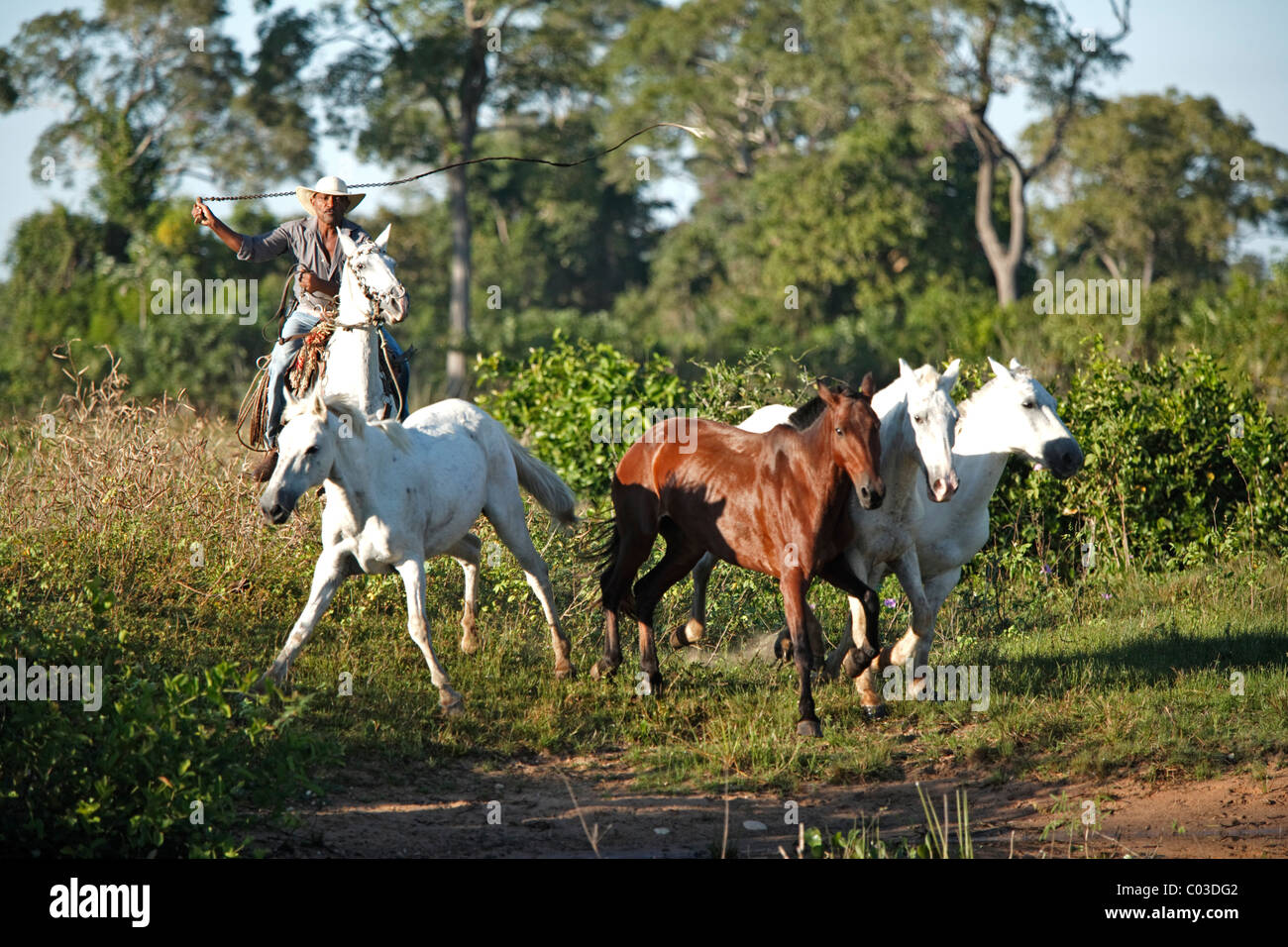 Cowboy whip hi-res stock photography and images - Alamy