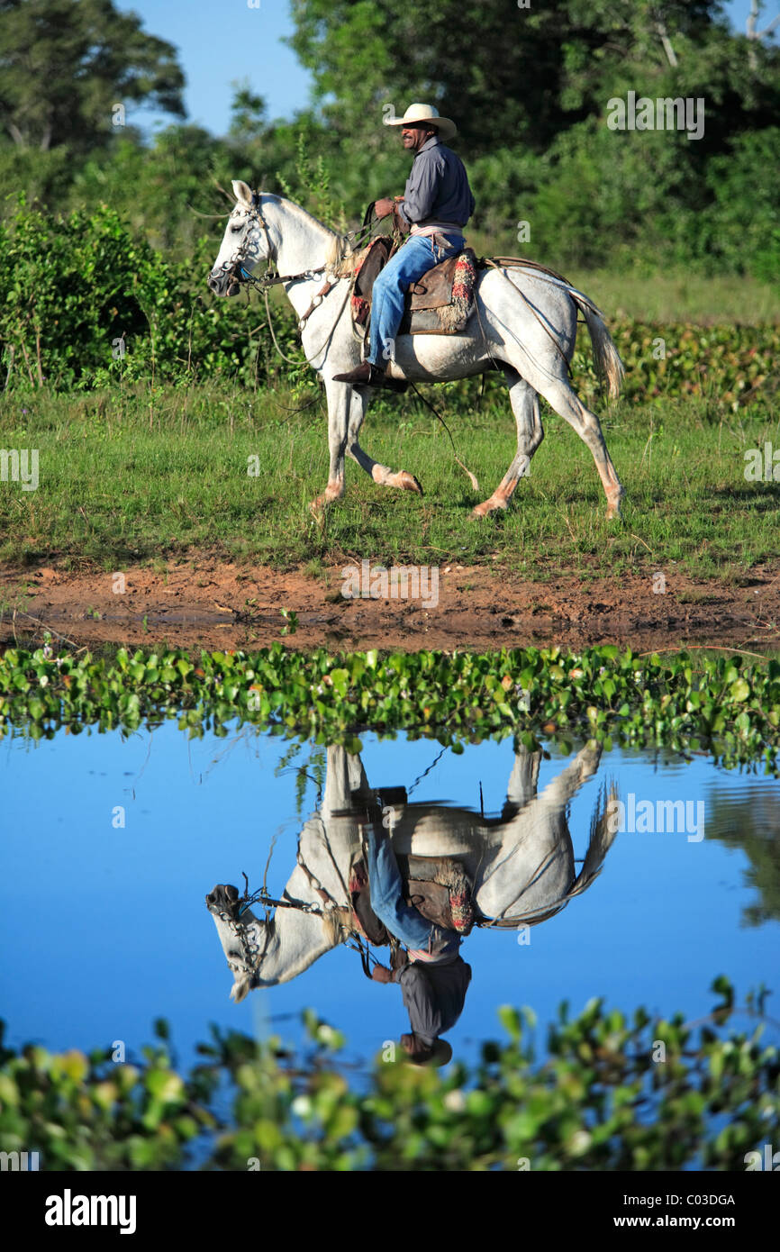 Pantanal Cowboy ridding a Pantaneiro horse, Pantanal, Brazil, South ...