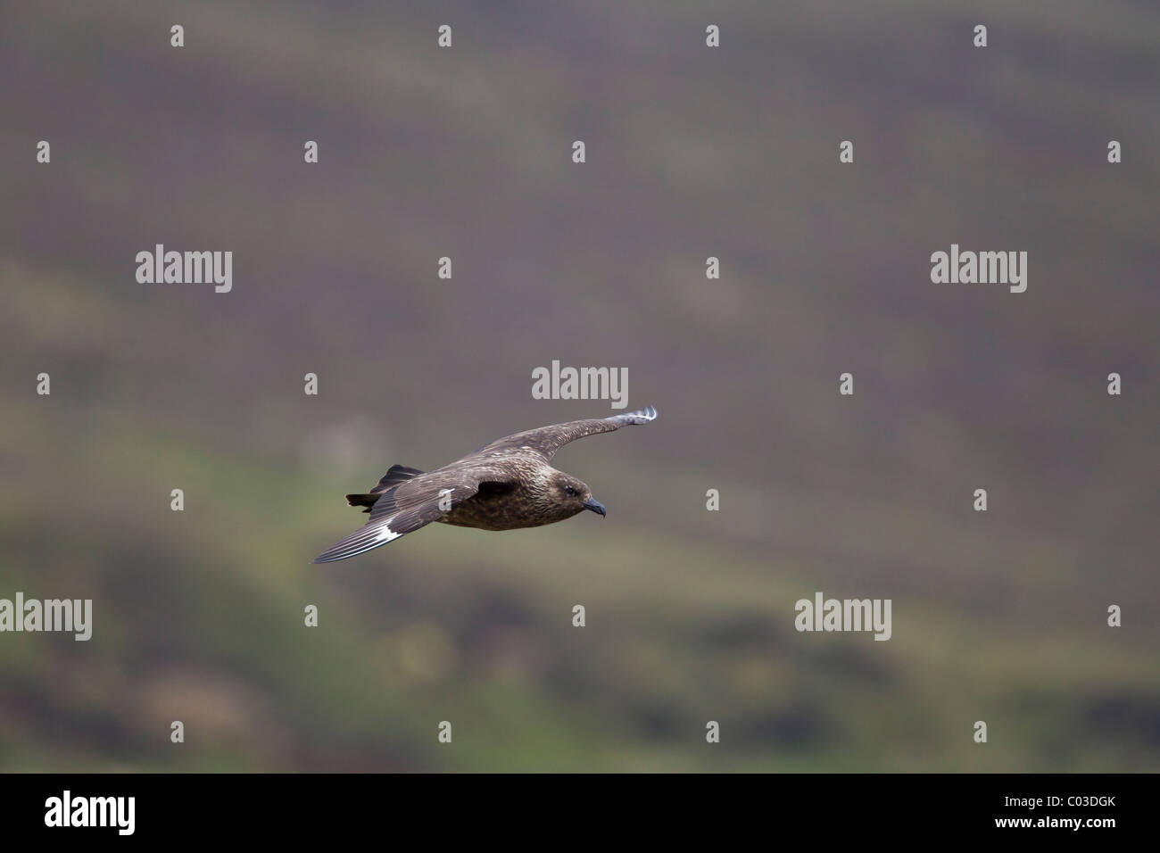 Great skua flying over a hillside Stock Photo - Alamy