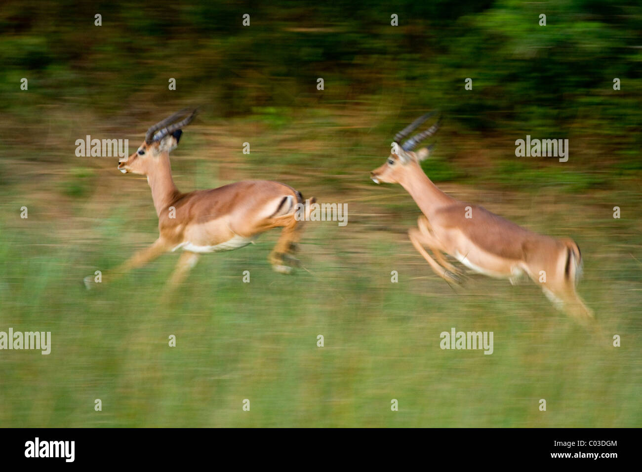 Pair of impala running South Africa Stock Photo - Alamy