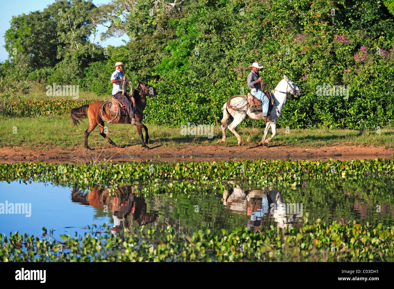 Pantanal cowboys riding Pantaneiro horses, Pantanal, Brazil, South ...