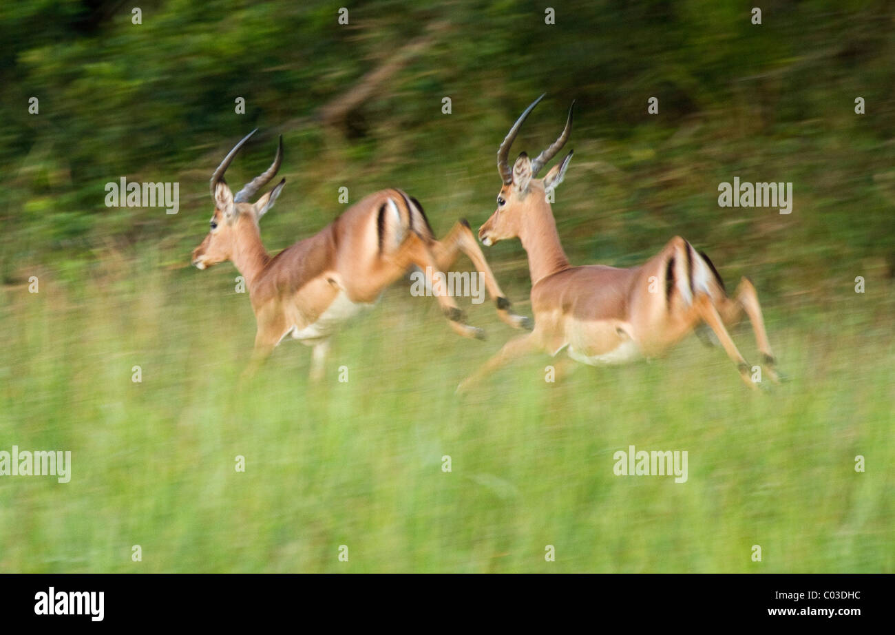 Pair of impala running South Africa Stock Photo - Alamy