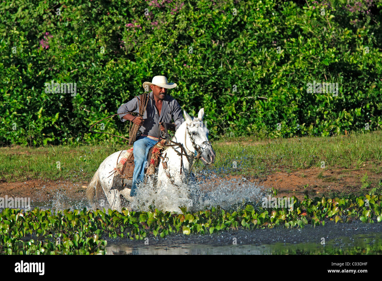 Pantanal Cowboy ridding a Pantaneiro horse through water, Pantanal ...
