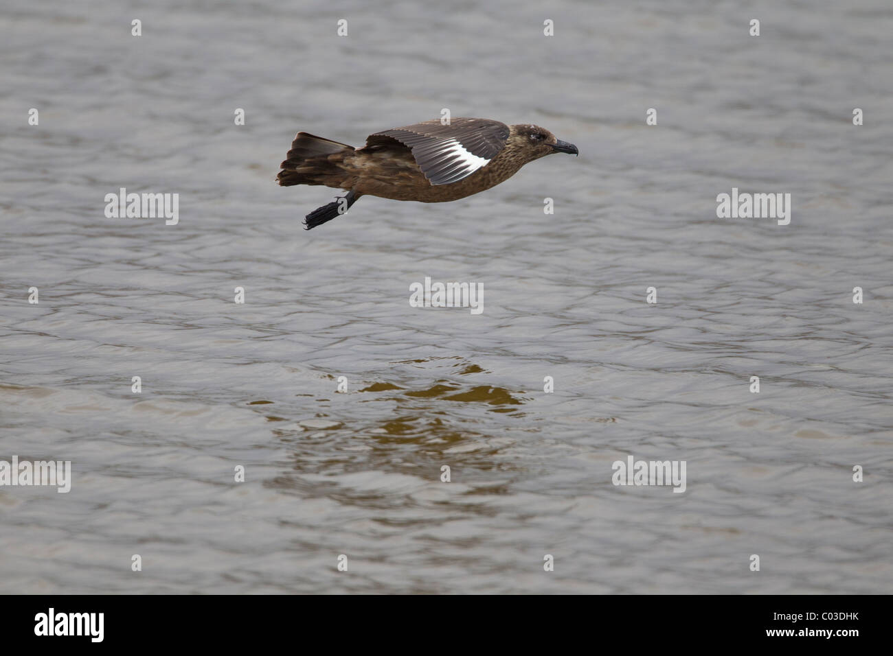 In flight flying gliding water hi-res stock photography and images - Alamy