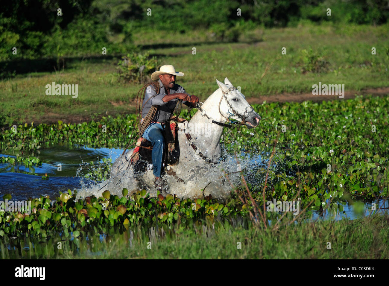 Pantanal Cowboy ridding a Pantaneiro horse through water, Pantanal ...