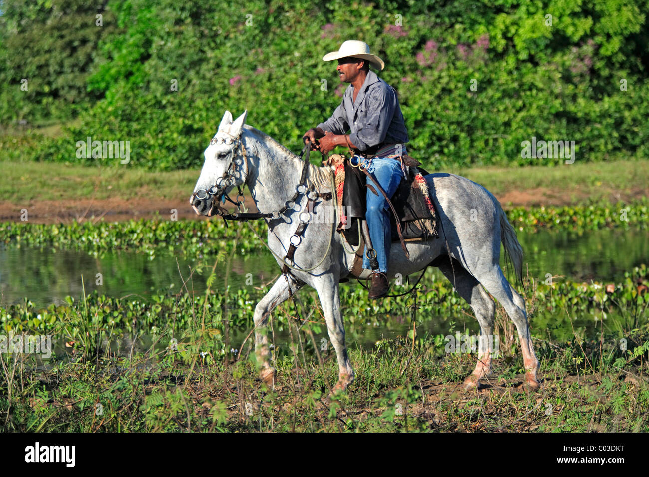 Pantanal Cowboy ridding a Pantaneiro horse, Pantanal, Brazil, South ...