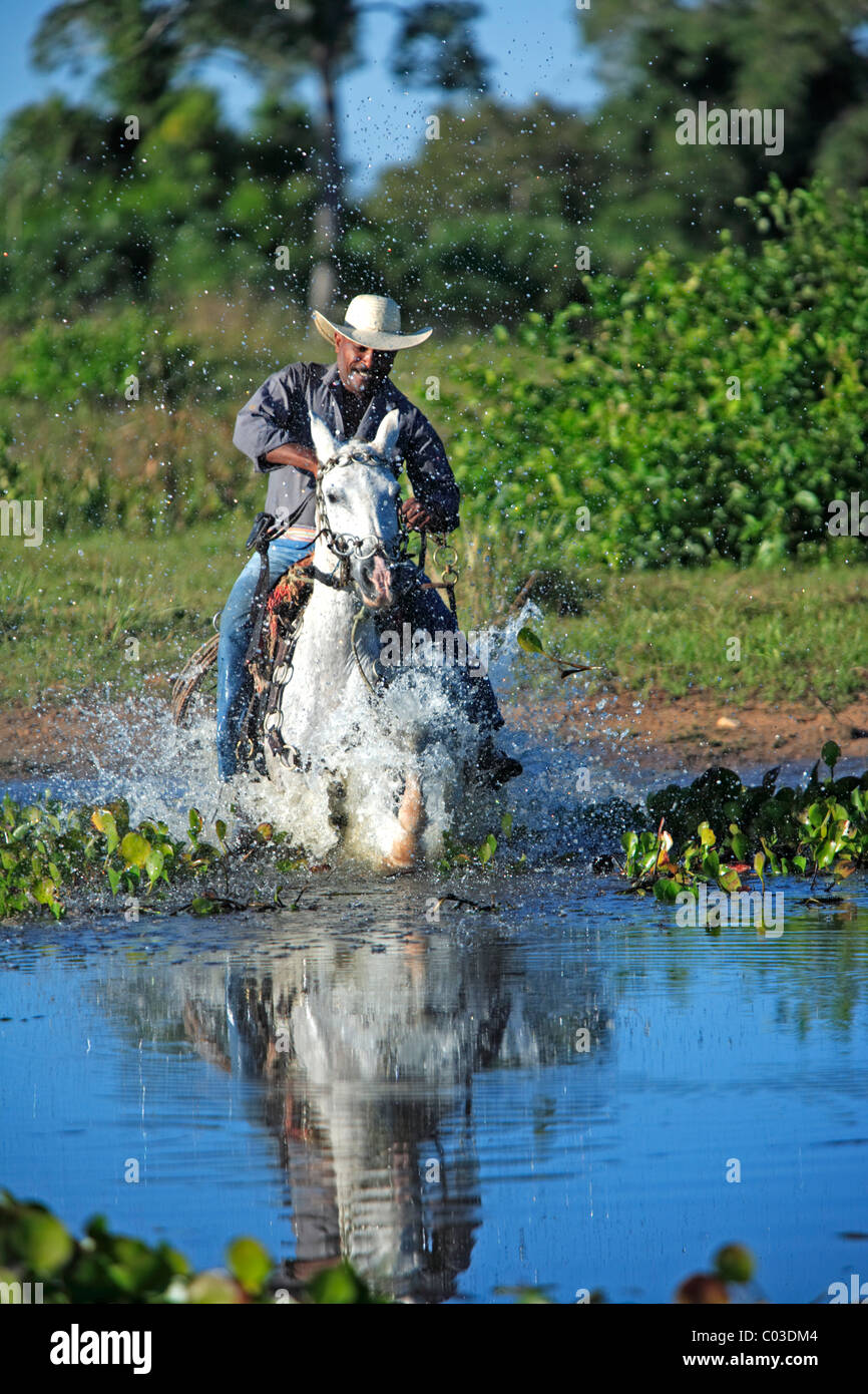 Pantanal Cowboy ridding a Pantaneiro horse through water, Pantanal ...