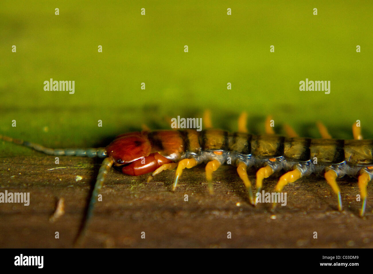 Close-up of centipede on green log Stock Photo - Alamy