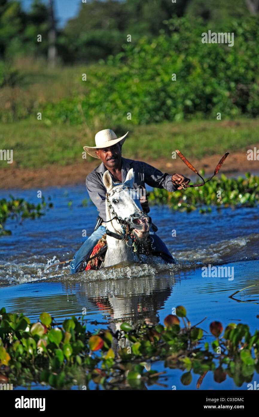 Pantanal Cowboy ridding a Pantaneiro horse through water, Pantanal ...