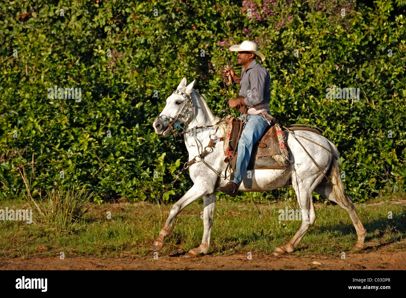 Pantanal Cowboy ridding a Pantaneiro horse, Pantanal, Brazil, South ...
