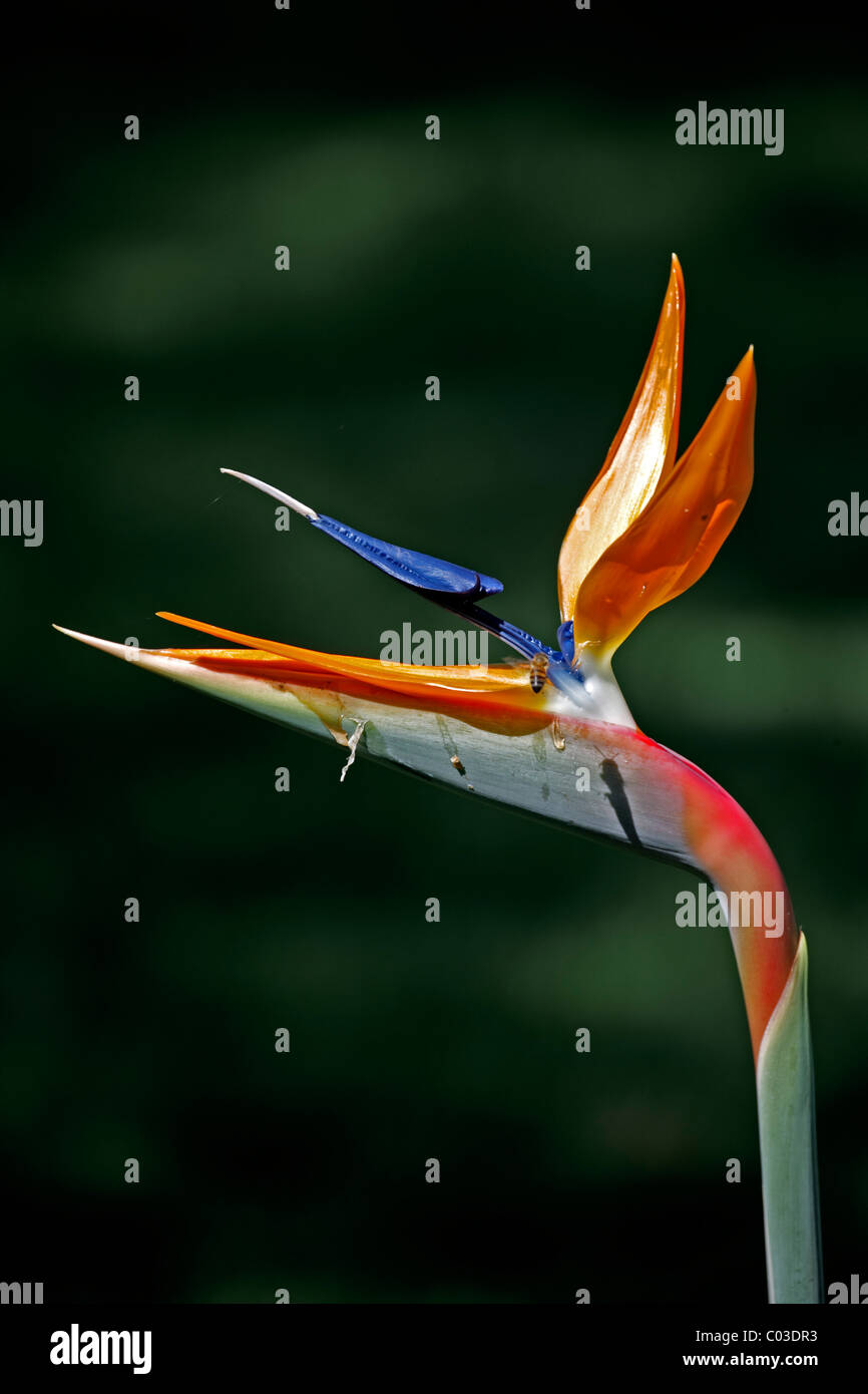 Strelitzia, Crane Flower or Bird of Paradise (Strelitzia reginae ...