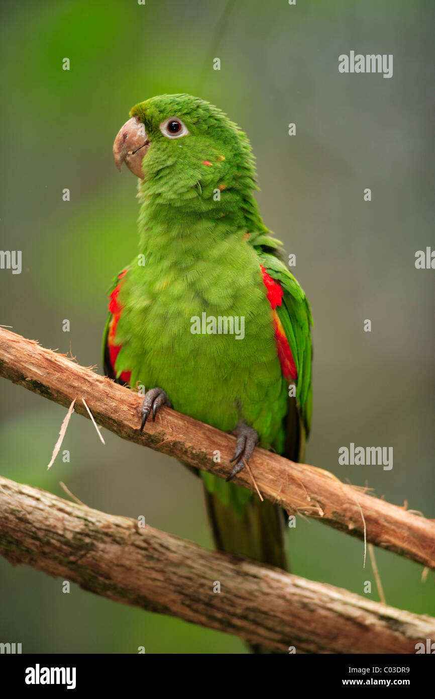 White eyed conure hi-res stock photography and images - Alamy